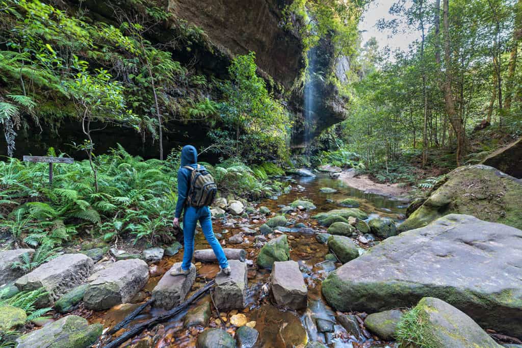 Our Favourite Bushwalks in and Around Springwood - Springwood Sports Club